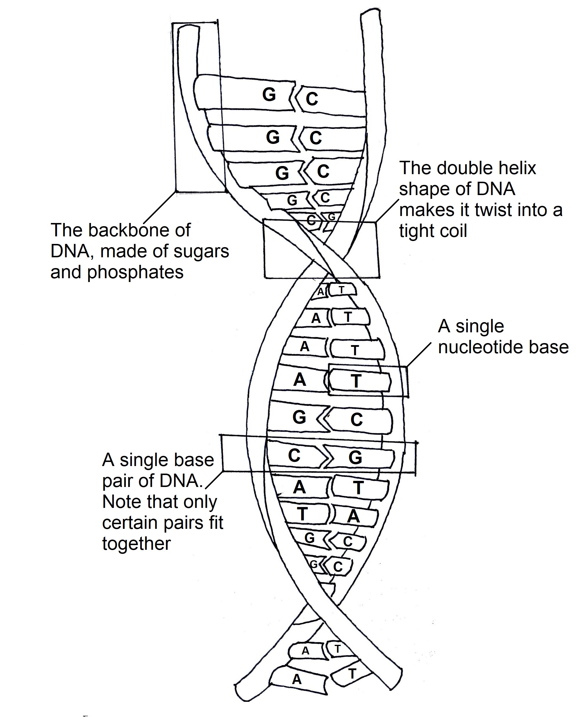 ‘The Building Block of Life’ – The G-cat