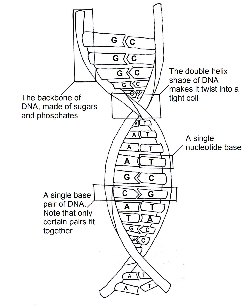 ‘The Building Block of Life’ – The G-cat