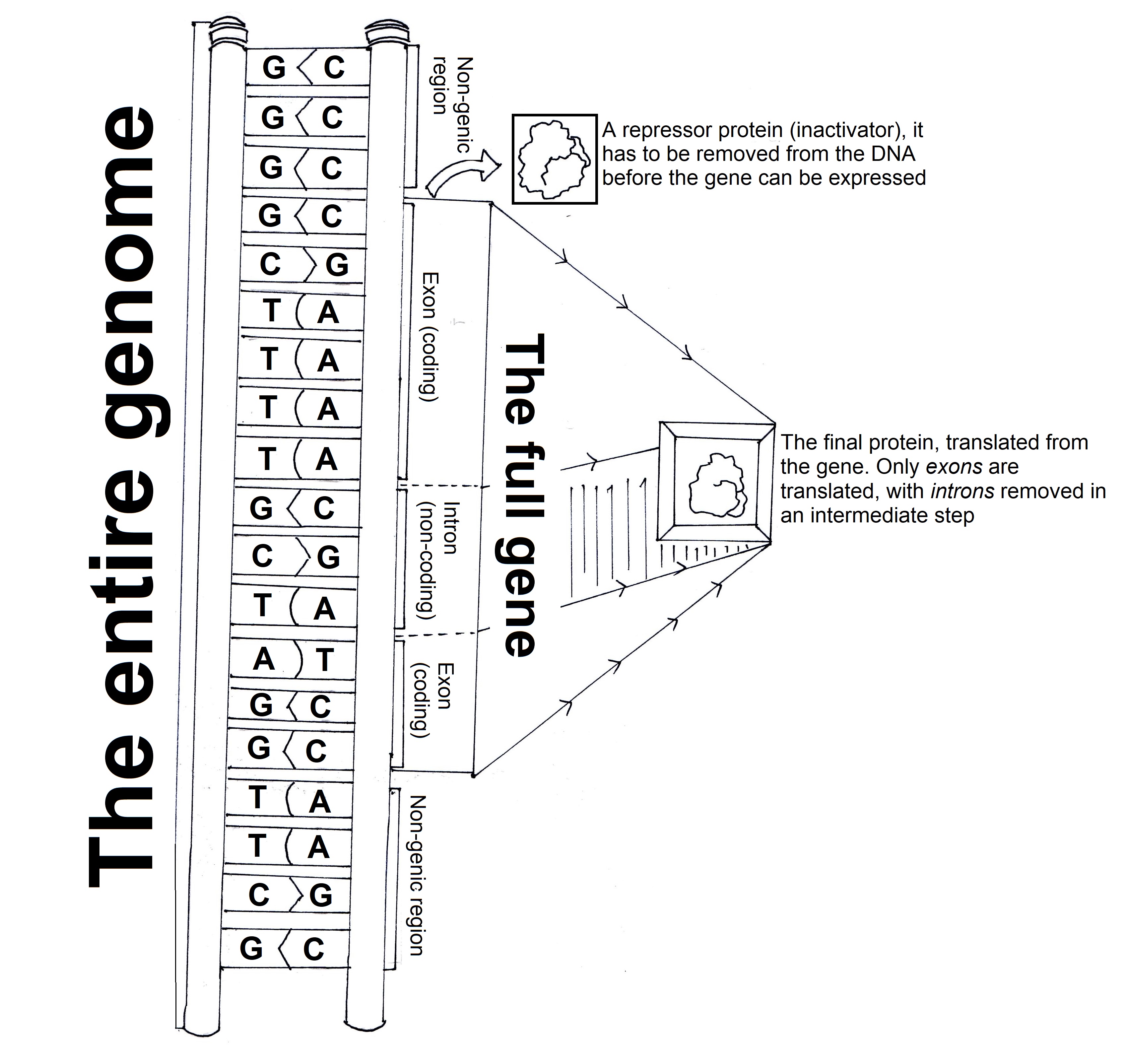 ‘The Building Block of Life’ – The G-cat