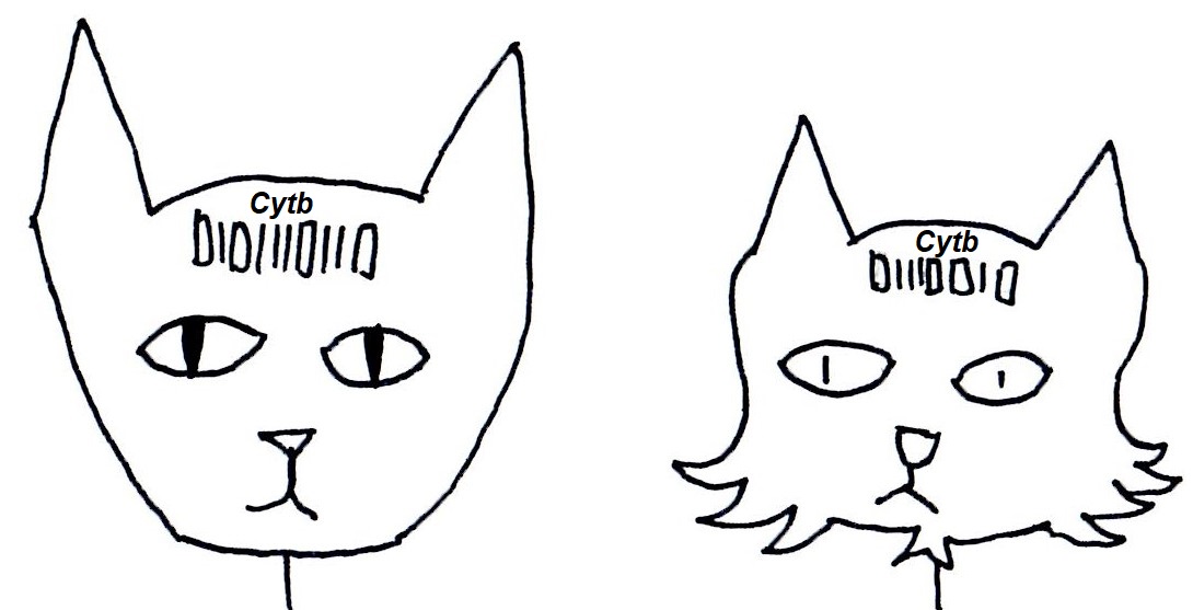 mitochondrial DNA – The G-cat