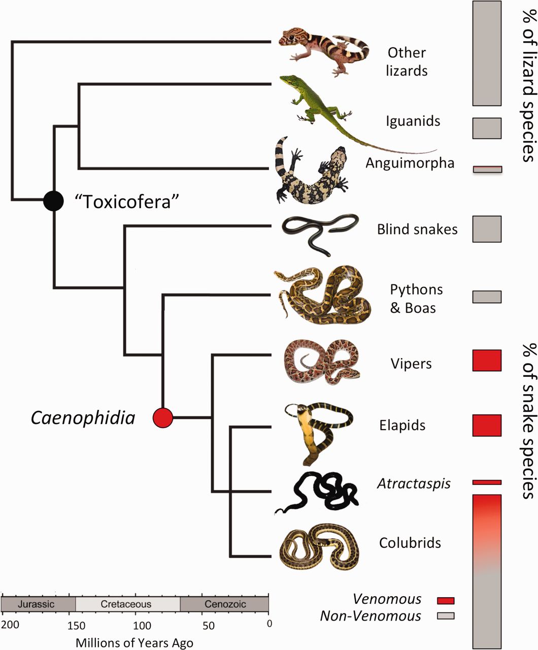 “Who Do You Think You Are?”: studying the evolutionary history of ...