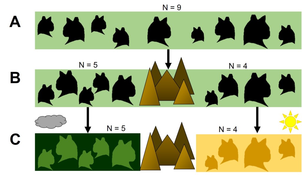 Evolution and the space-time continuum – The G-cat