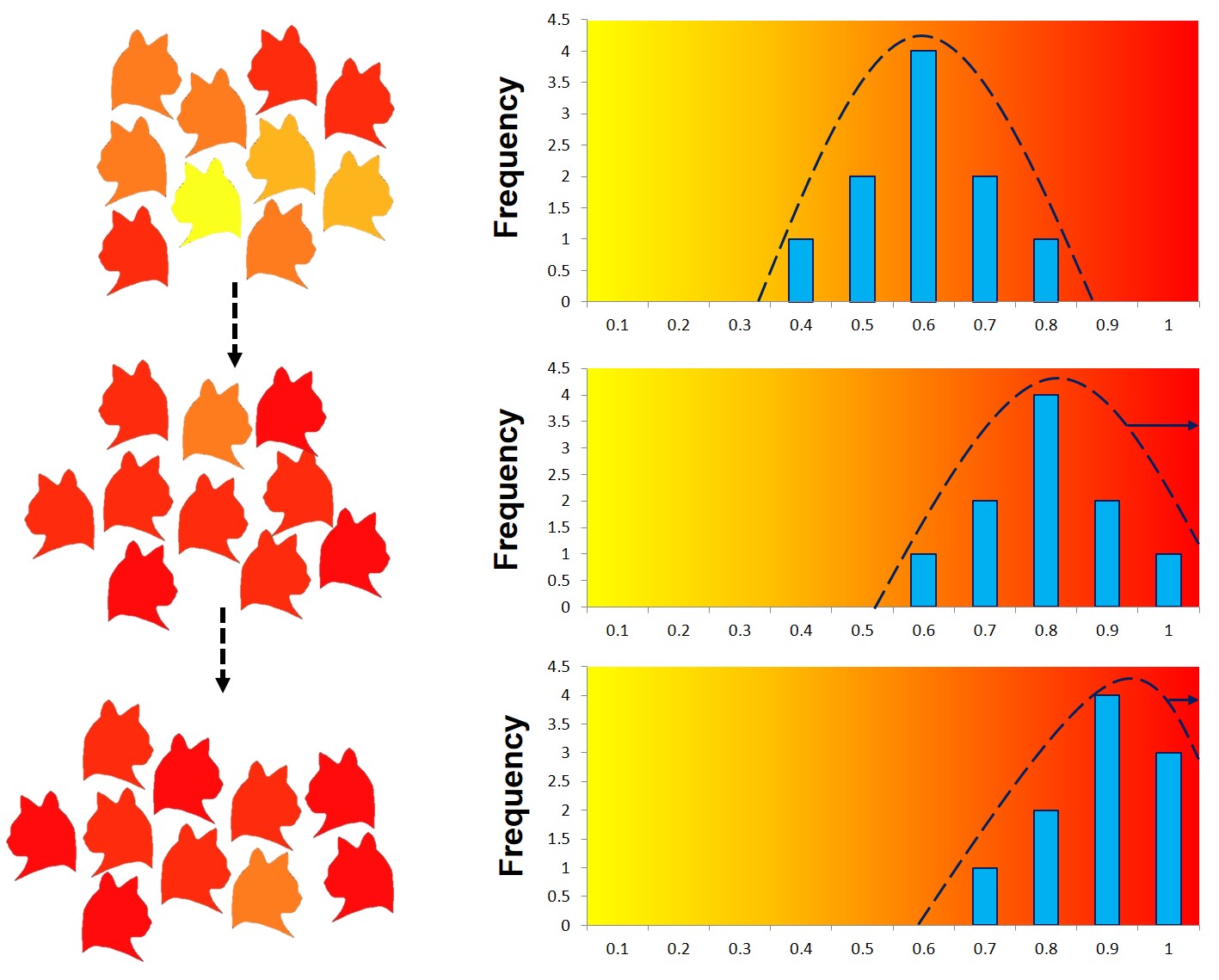 Natural Selection Stabilising And Directional Selection Types Of