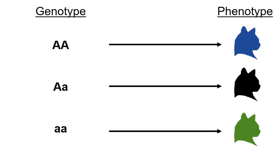 The many genetic faces of adaptation – The G-cat
