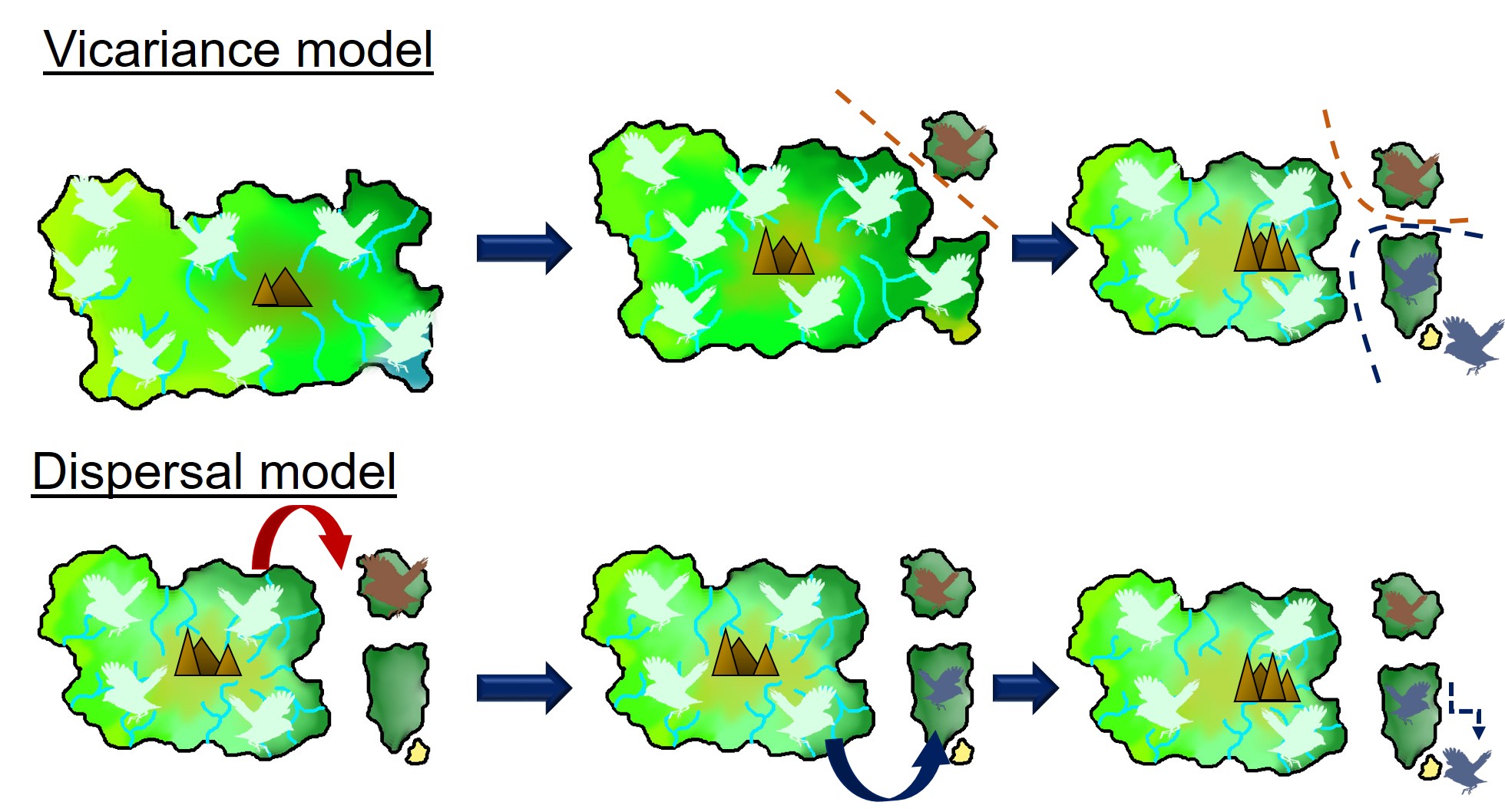 The history of histories: philosophy in biogeography – The G-cat