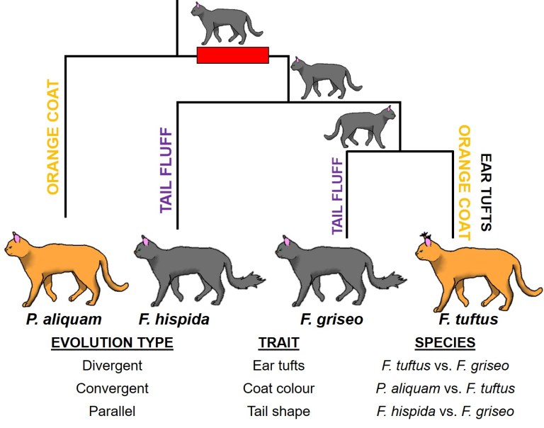 The direction of evolution: divergence vs. convergence – The G-cat