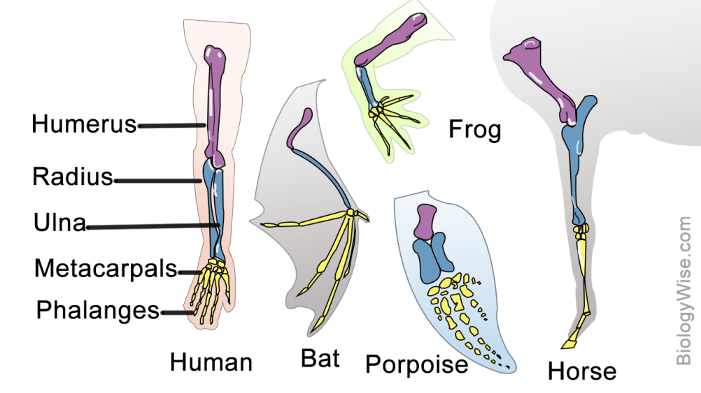 The direction of evolution: divergence vs. convergence – The G-cat