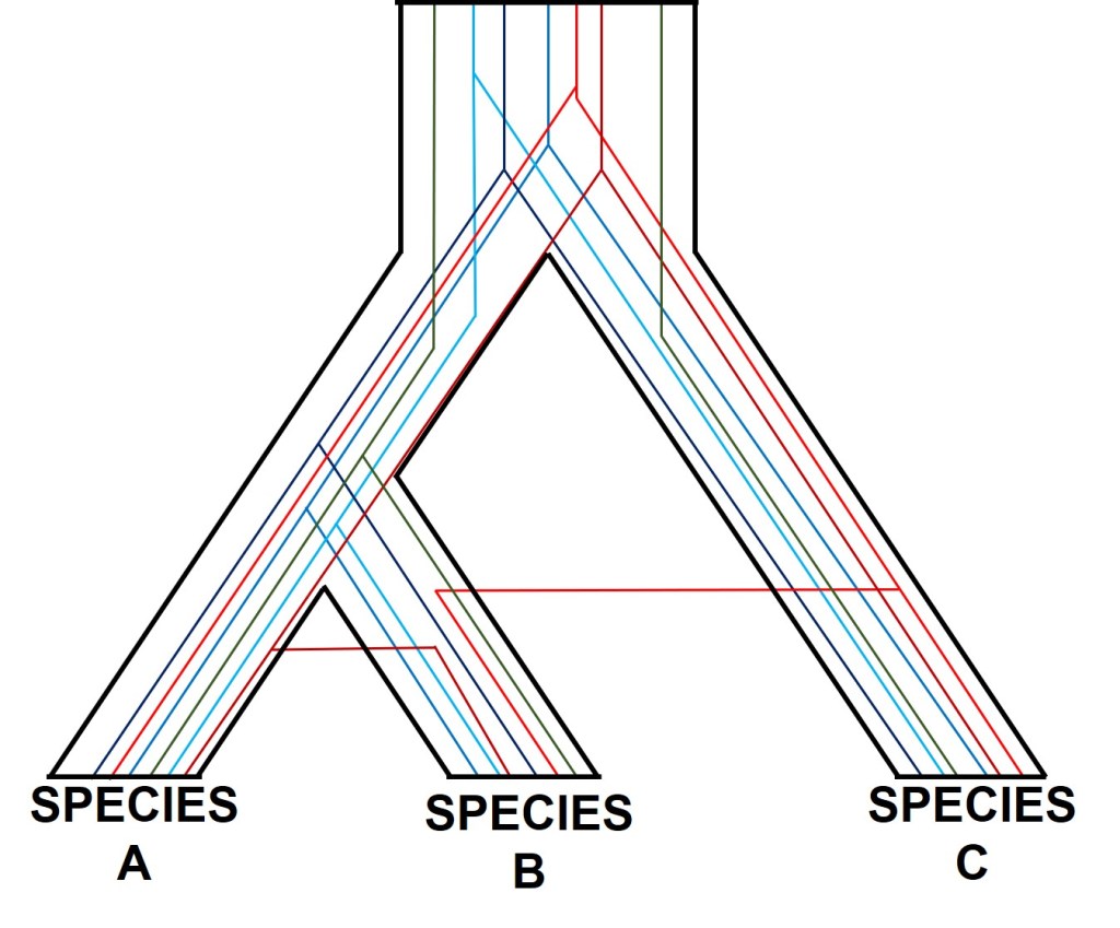incomplete lineage sorting – The G-cat
