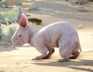 Notes from the Field: Nugs – The G-cat