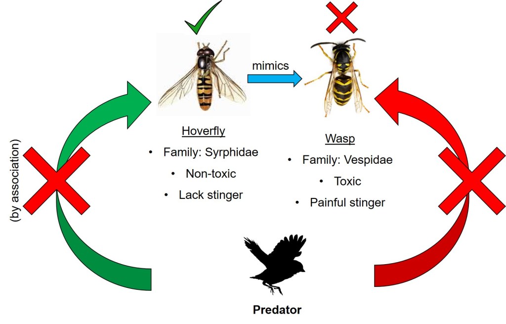 Batesian mimicry – The G-cat