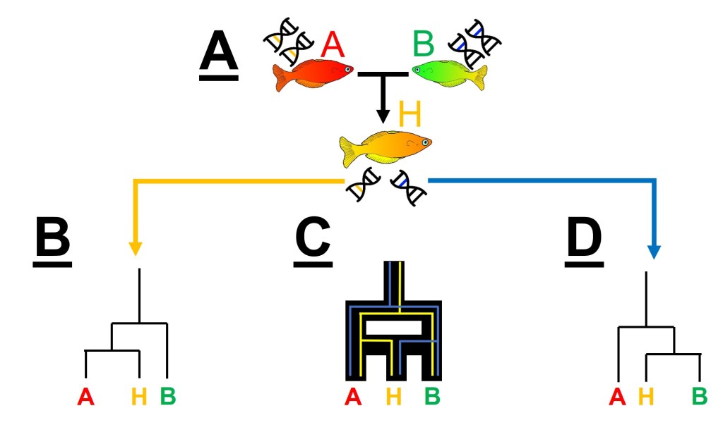 incomplete lineage sorting – The G-cat