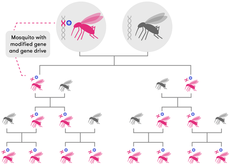 UnConservation Genetics: tools for managing invasive species – The G-cat