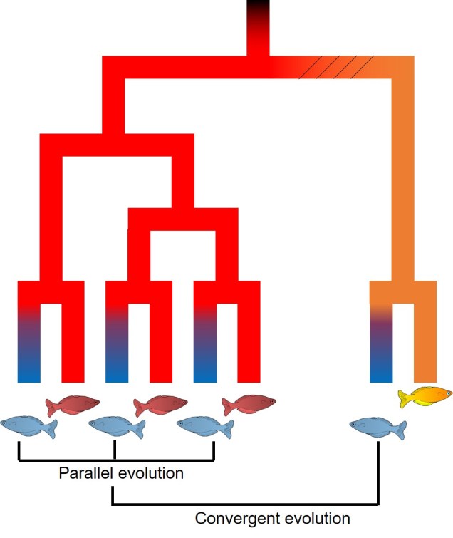 Genes in parallel – The G-cat