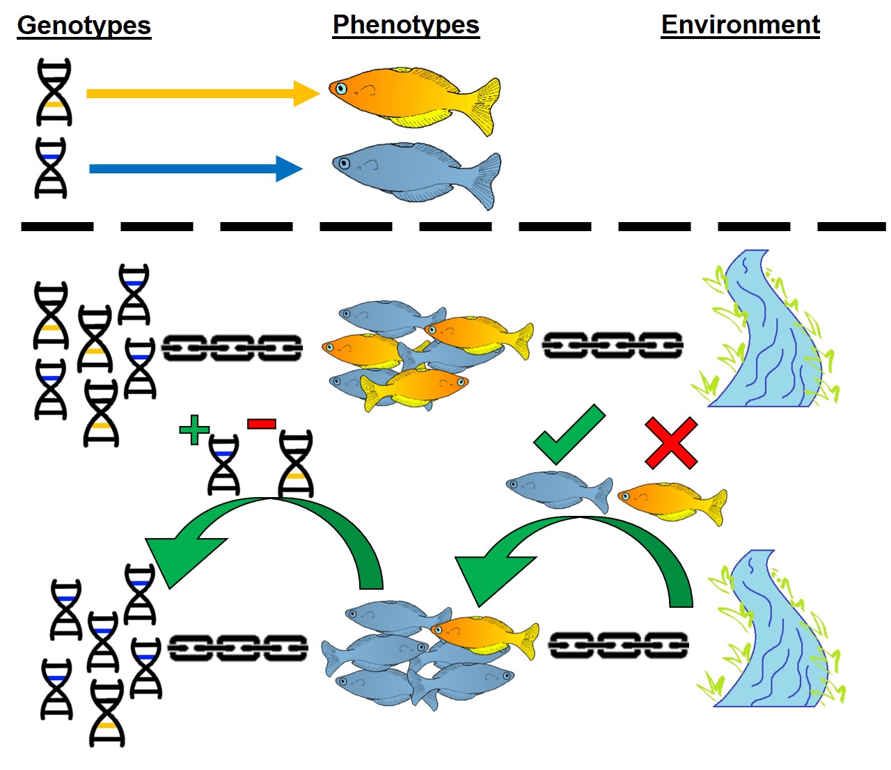 Genes in parallel – The G-cat