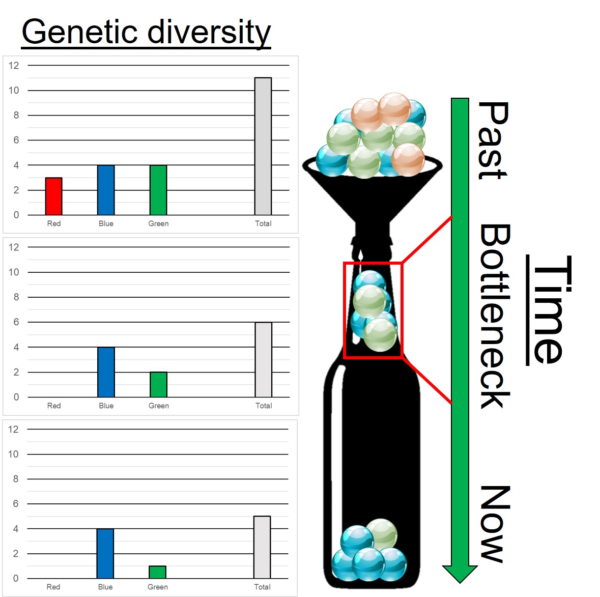 Products of their time: the impact of demographic history on evolution ...