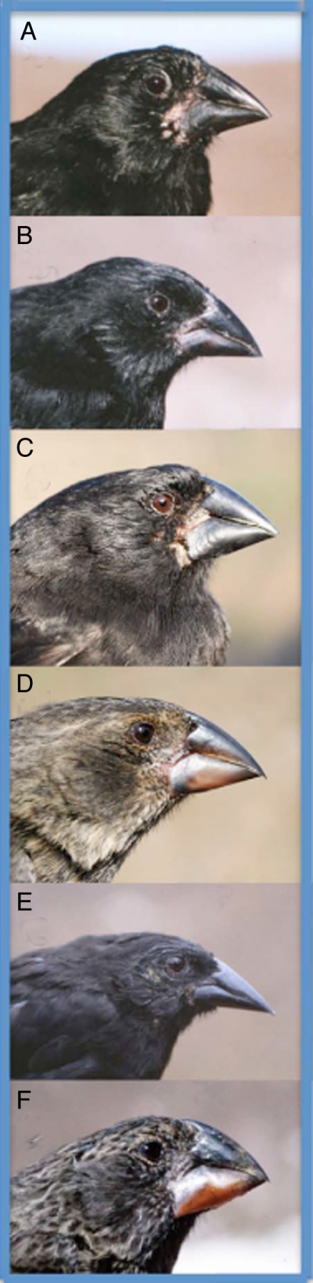 Islands of speciation and speciation on islands – The G-cat