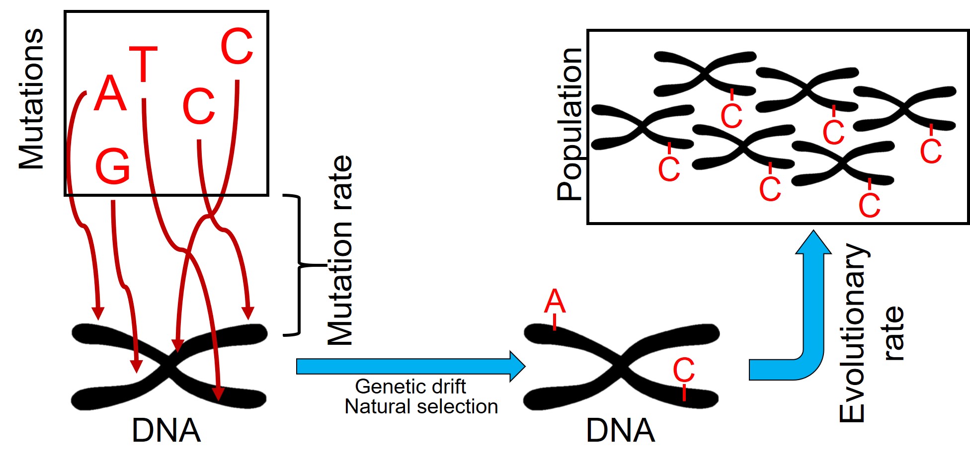 Evolutionary clocks out of sync – The G-cat