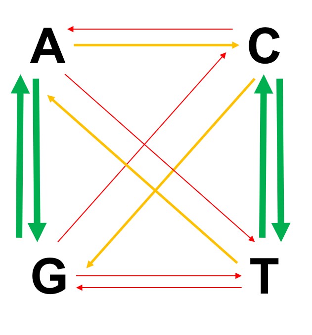Evolutionary Clocks Out Of Sync The G Cat