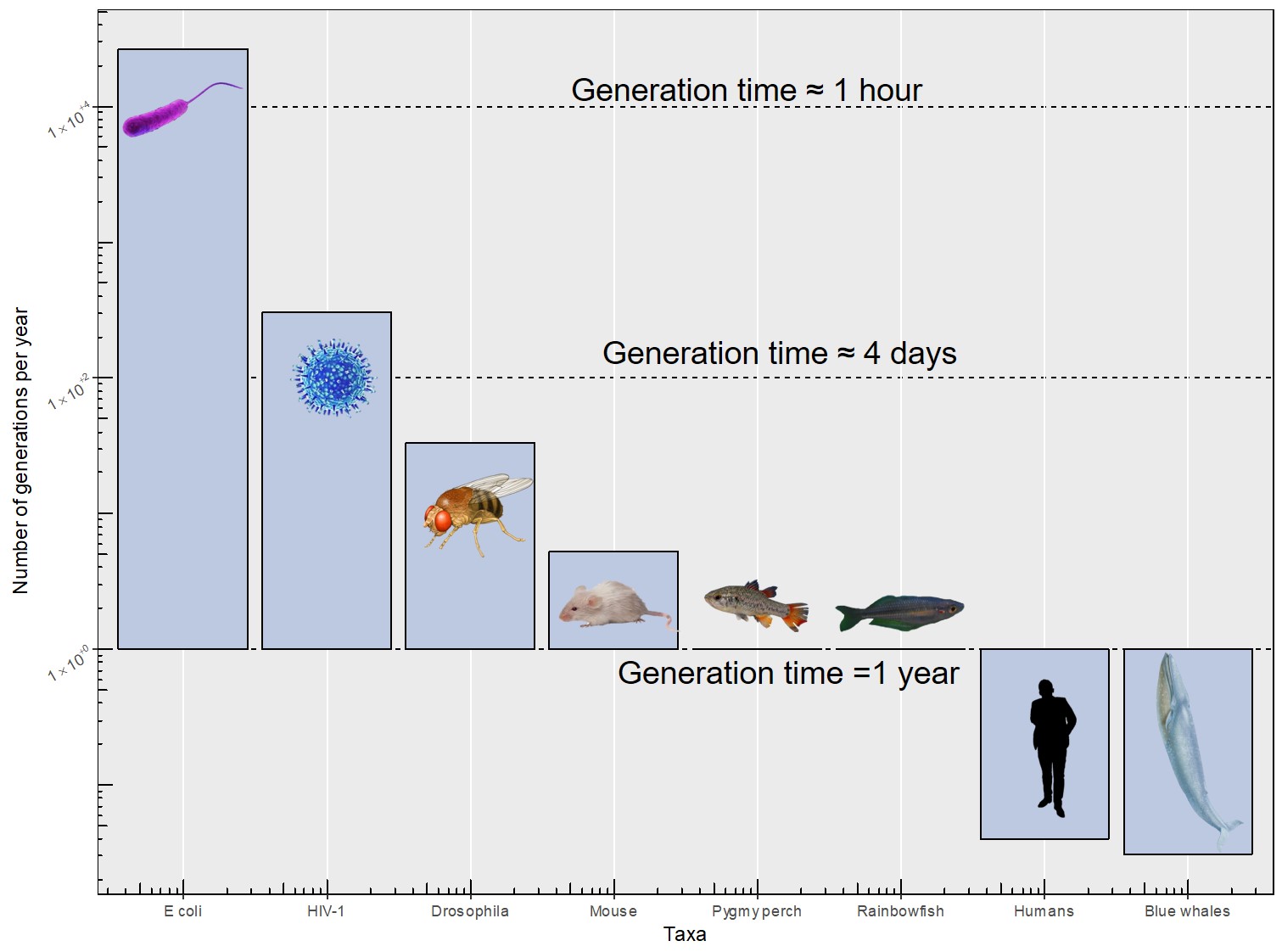 Evolutionary clocks out of sync – The G-cat