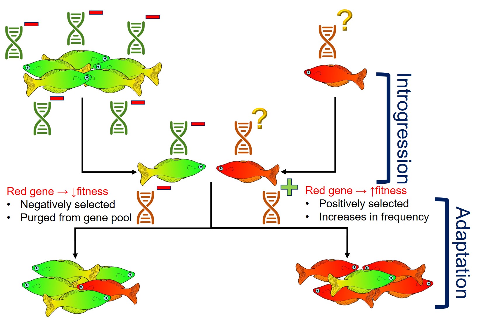 What’s yours is mine: evolution by adaptive introgression – The G-cat