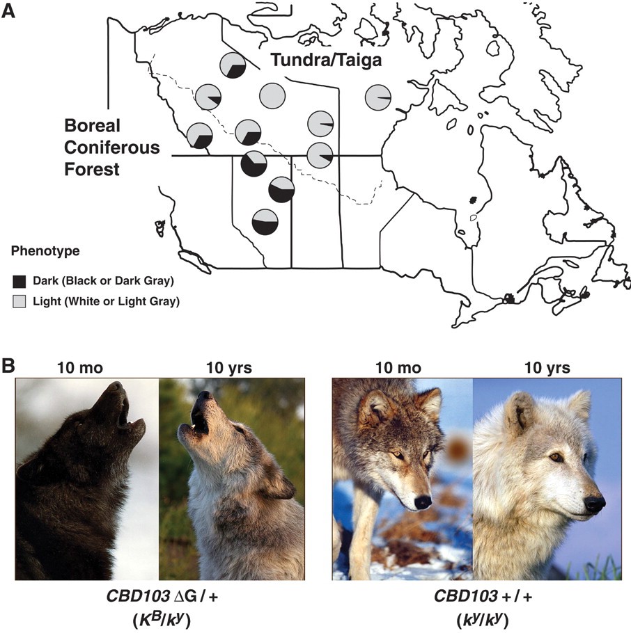 What’s yours is mine: evolution by adaptive introgression – The G-cat