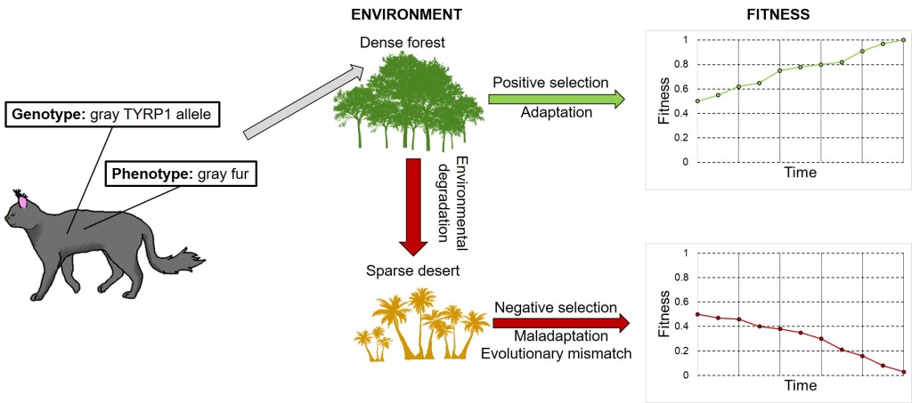The Bad and the Ugly of evolution: an introduction to maladaptation ...