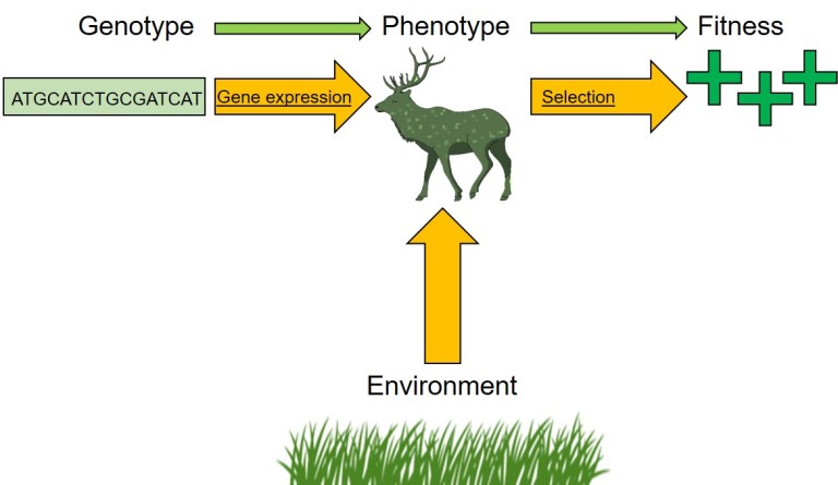 The Bad and the Ugly of evolution: an introduction to maladaptation ...