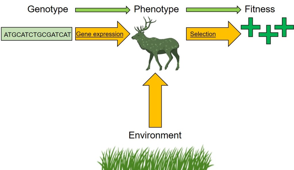 The Bad and the Ugly of evolution: an introduction to maladaptation ...