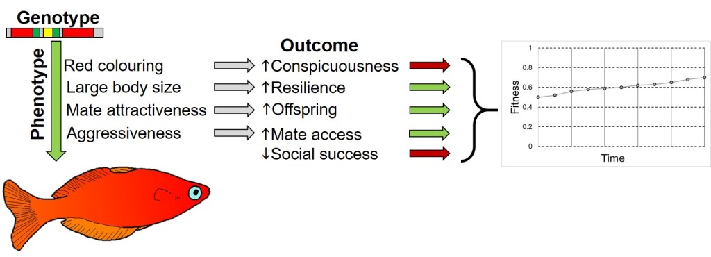 The Bad and the Ugly of evolution: an introduction to maladaptation ...
