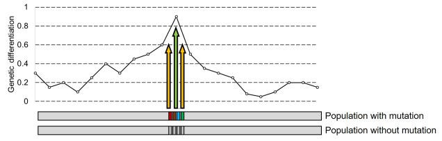 Sweeping under the genomic rug: hard and soft sweeps – The G-cat