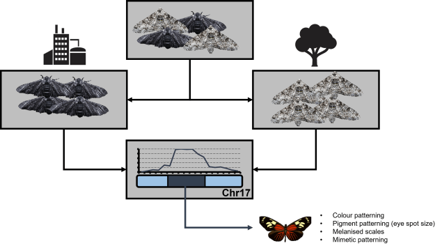 Conservation applications of functional variation – The G-cat