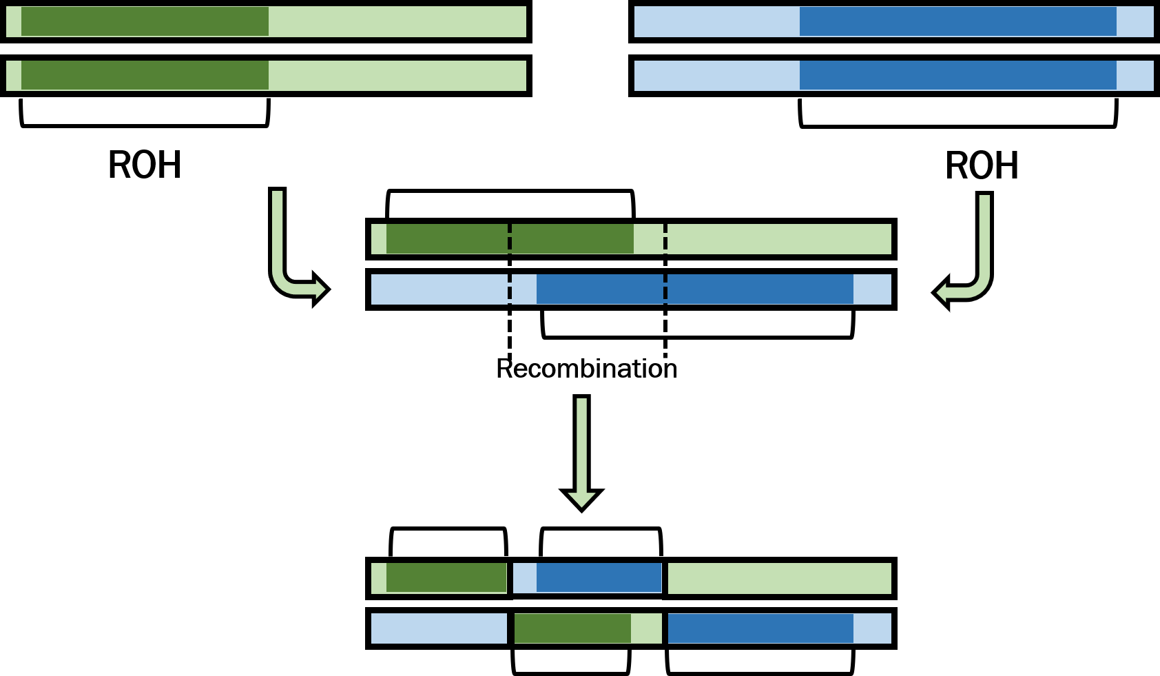 Runaway inbreeding: how runs of homozygosity impact conservation ...